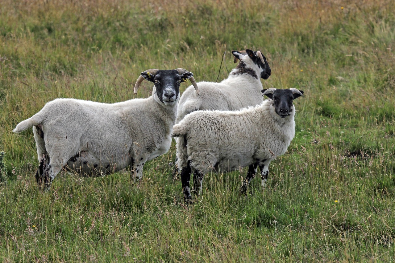 Rickets in hoggs | SRUC