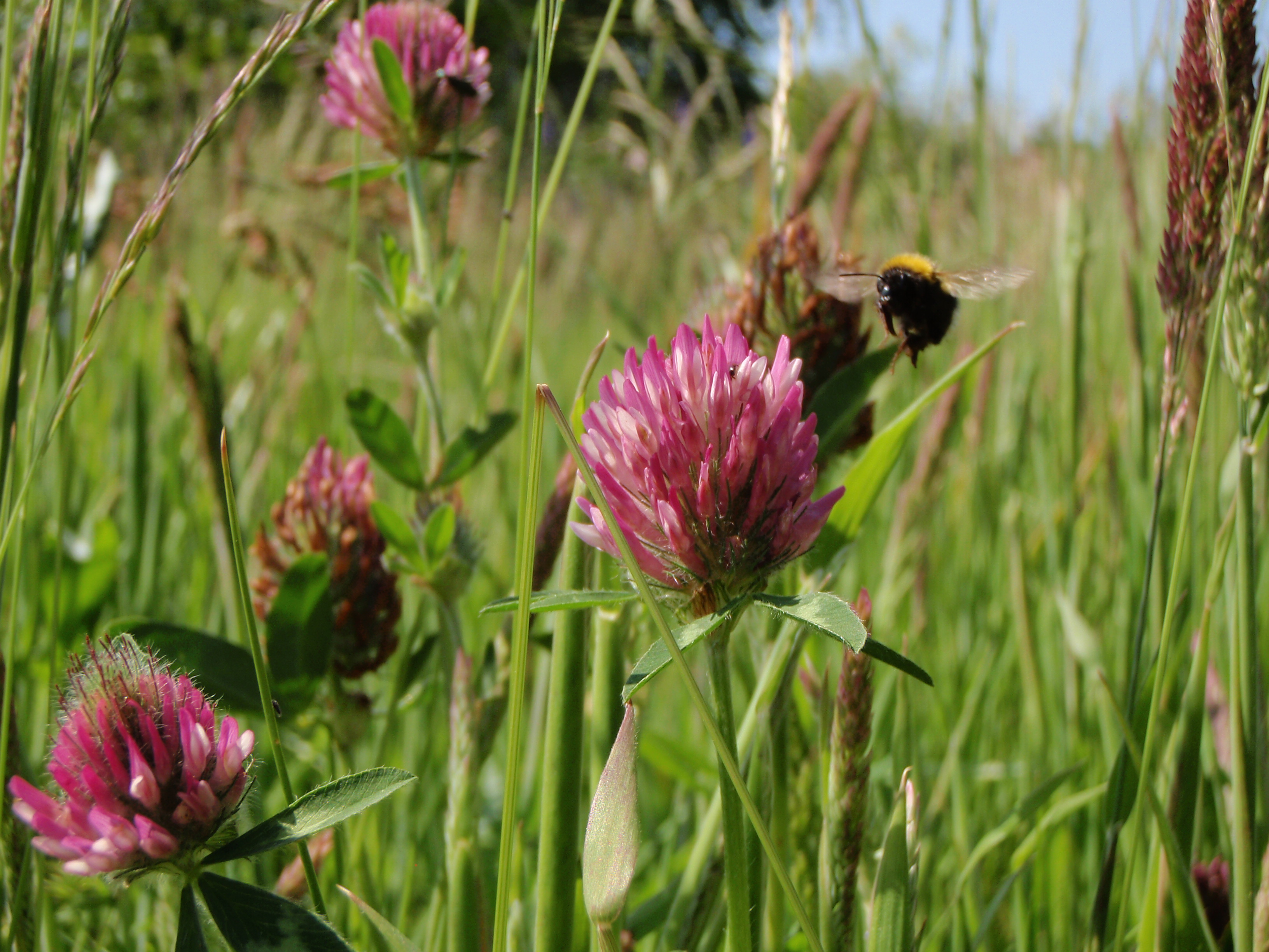Harnessing nature for more resilient agriculture | SRUC
