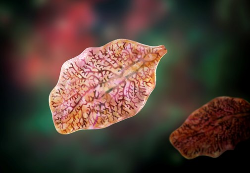 December liver fluke update | SRUC