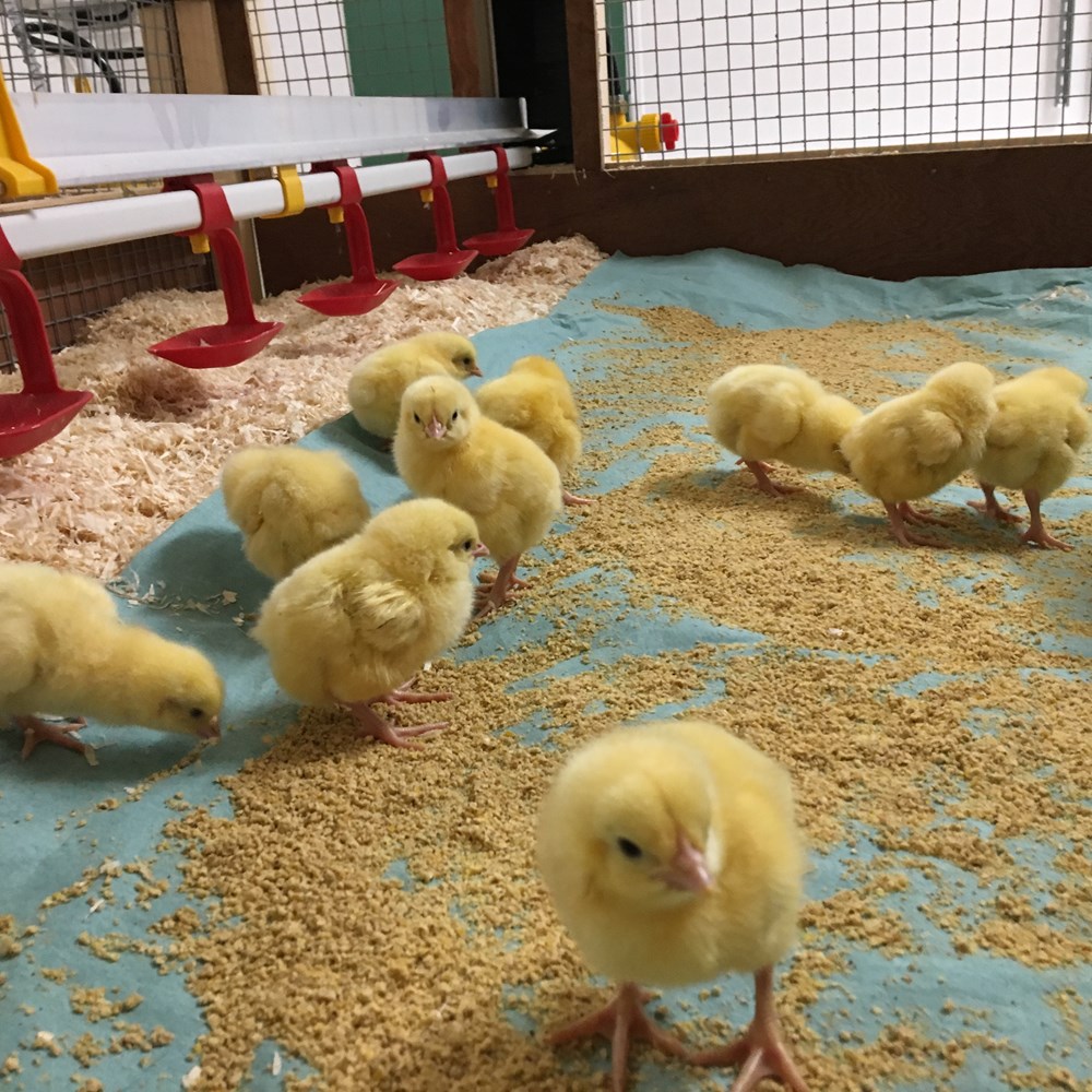 MSc Applied Animal Behaviour and Animal Welfare | SRUC MSc Applied Animal Behaviour and Animal Welfare | SRUC