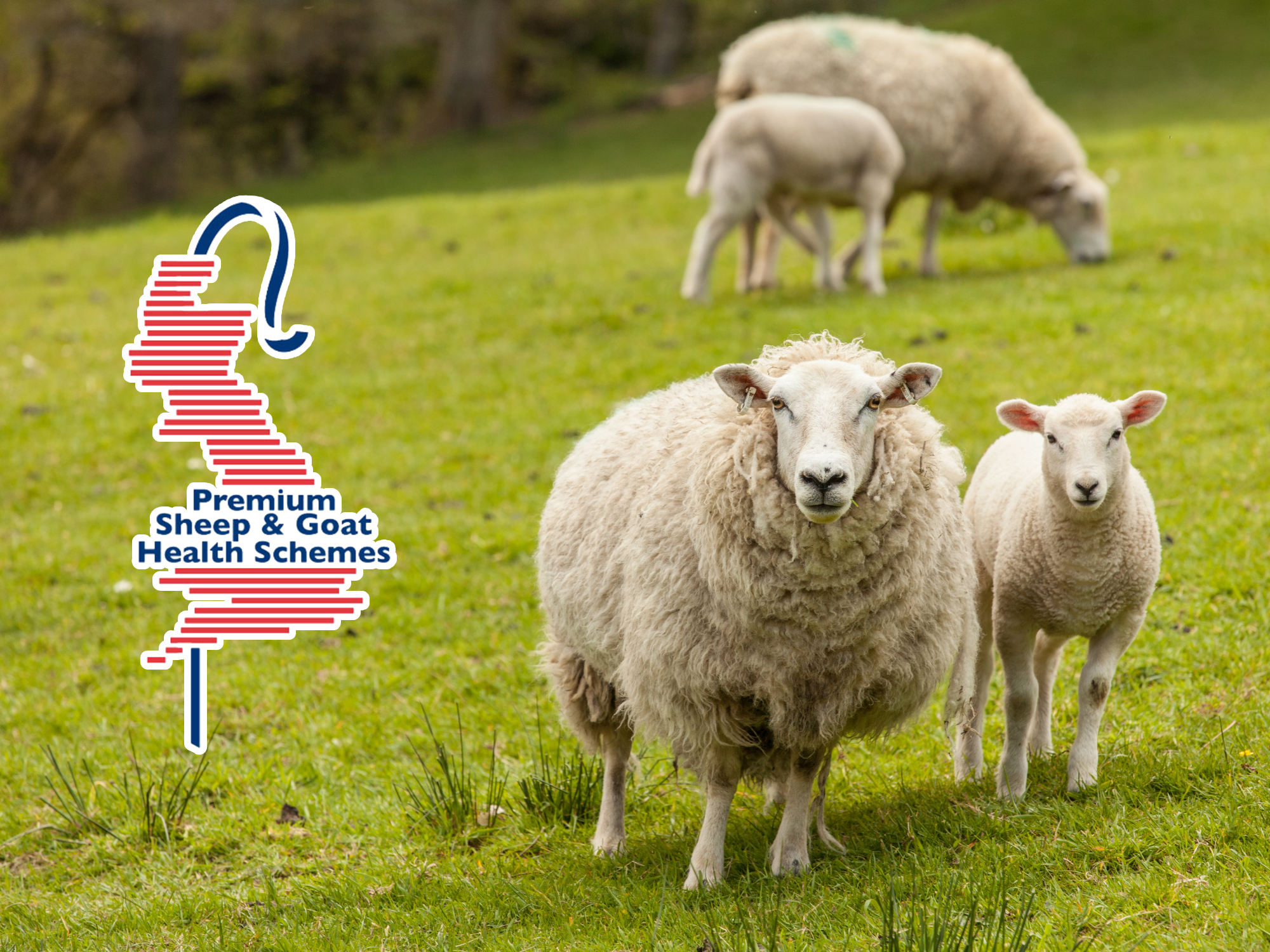 Premium Sheep and Goat Health Schemes – podcasts | SRUC