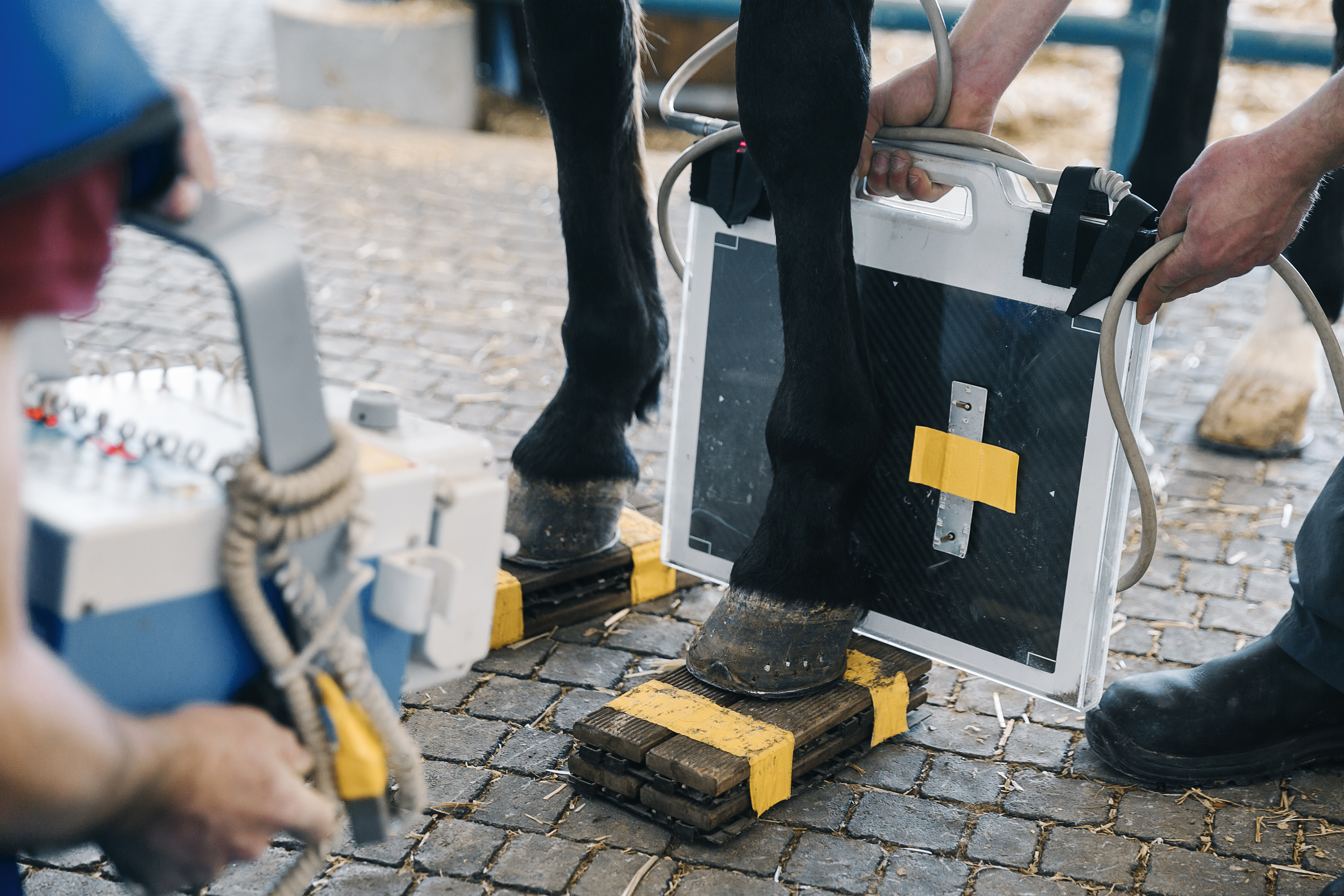 BSc (Hons) Equine Science and Management | SRUC