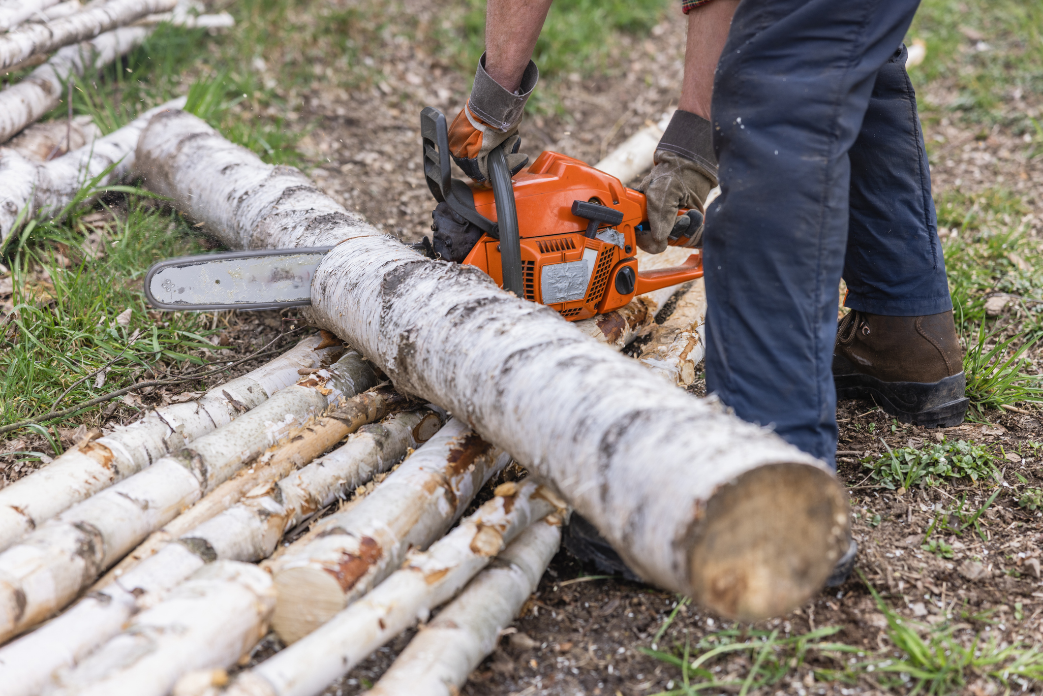 Chainsaw Maintenance, Cross-cutting and Basic Felling up to 200mm