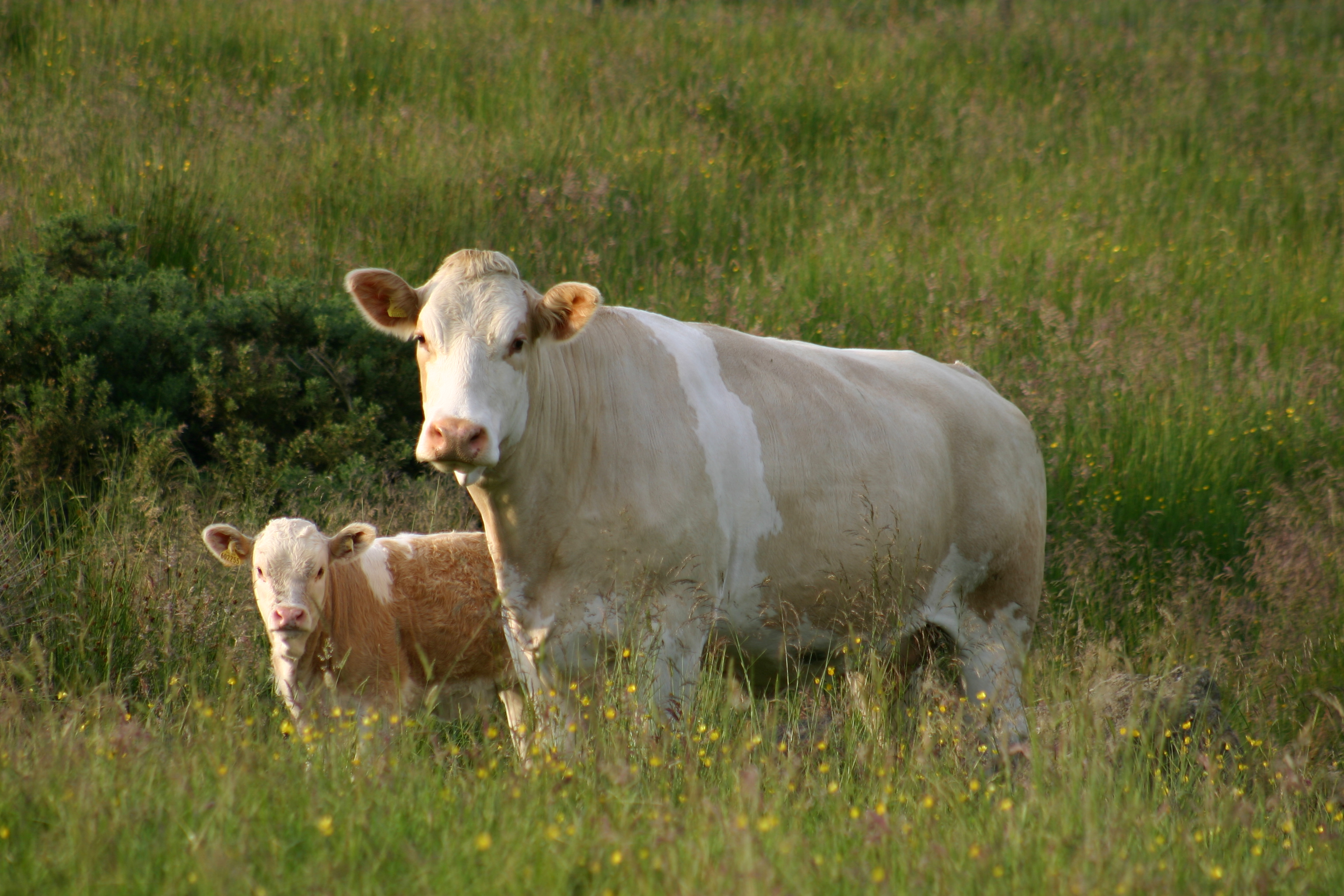 Help COWS understand lungworm better | SRUC