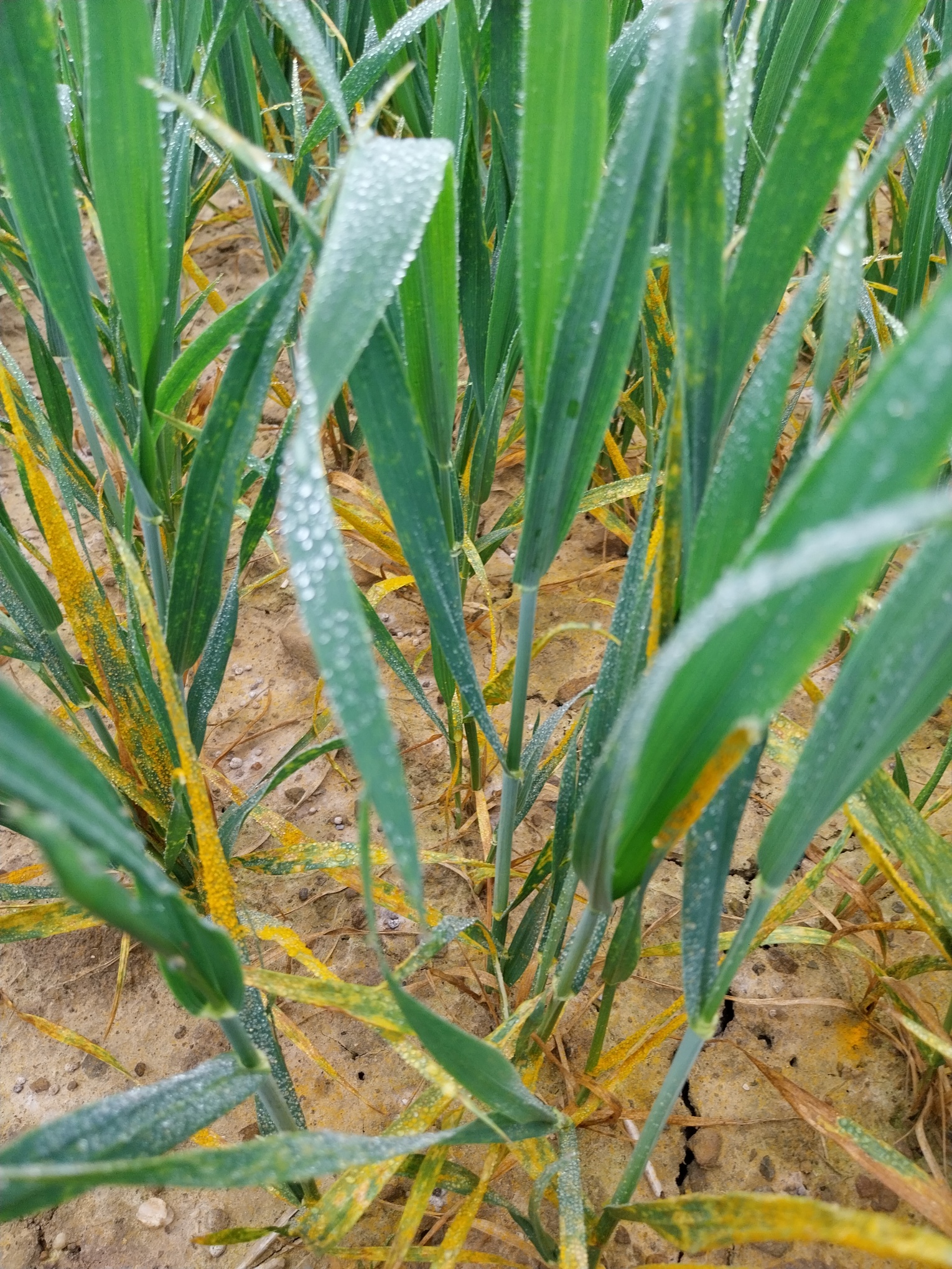 Crop Updates (18 July 2024): Yellow rust has infected wheat crops where ...