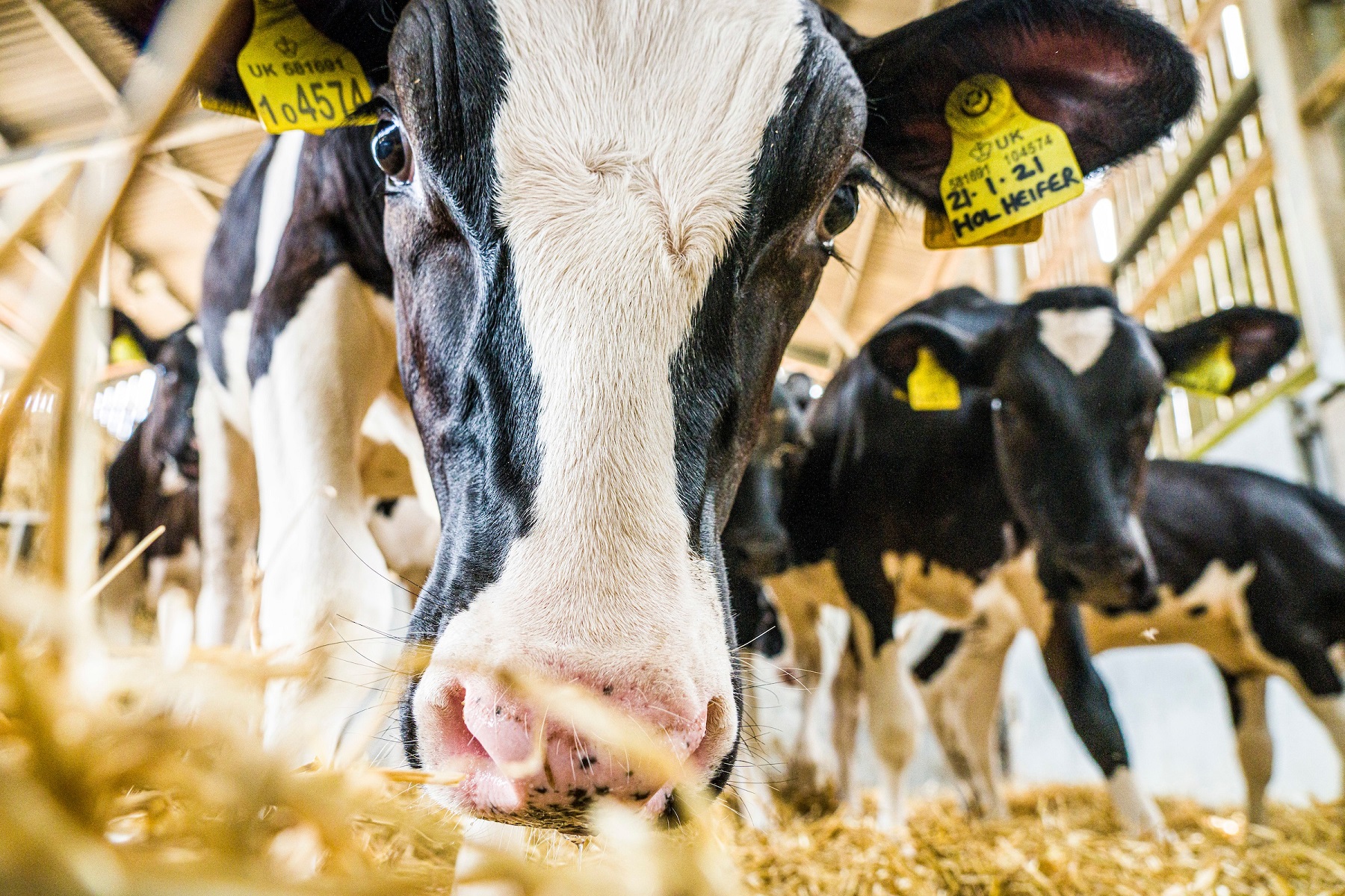 Breeding for feed-efficient dairy cows | SRUC