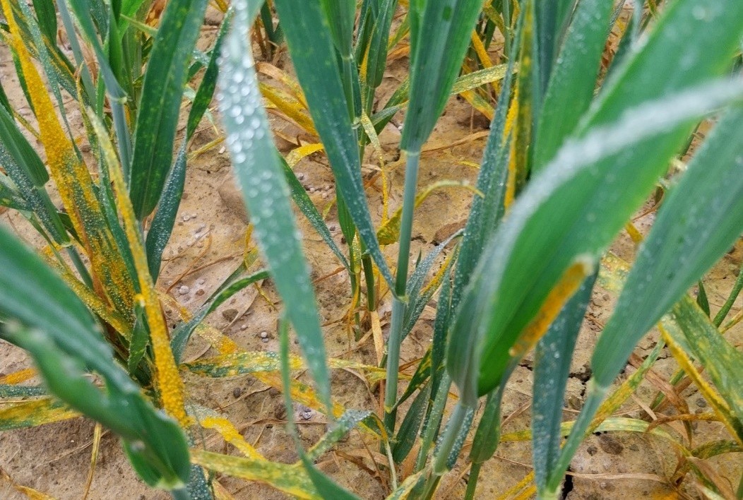 Crop updates: March 2025 | SRUC