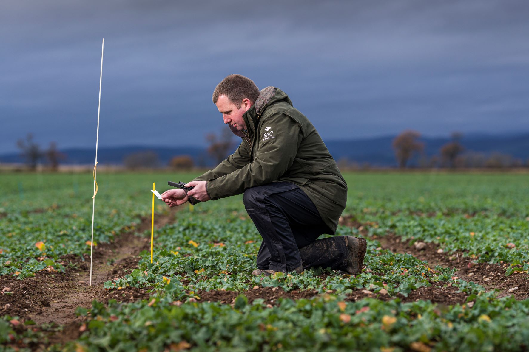 Potato services | SRUC