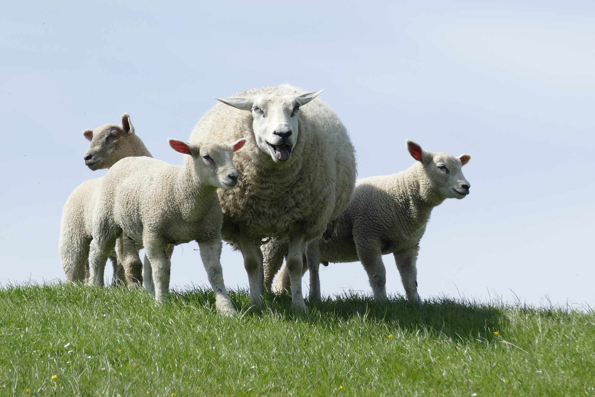 Update on Streptococcus dysgalactiae arthritis in lambs | SRUC
