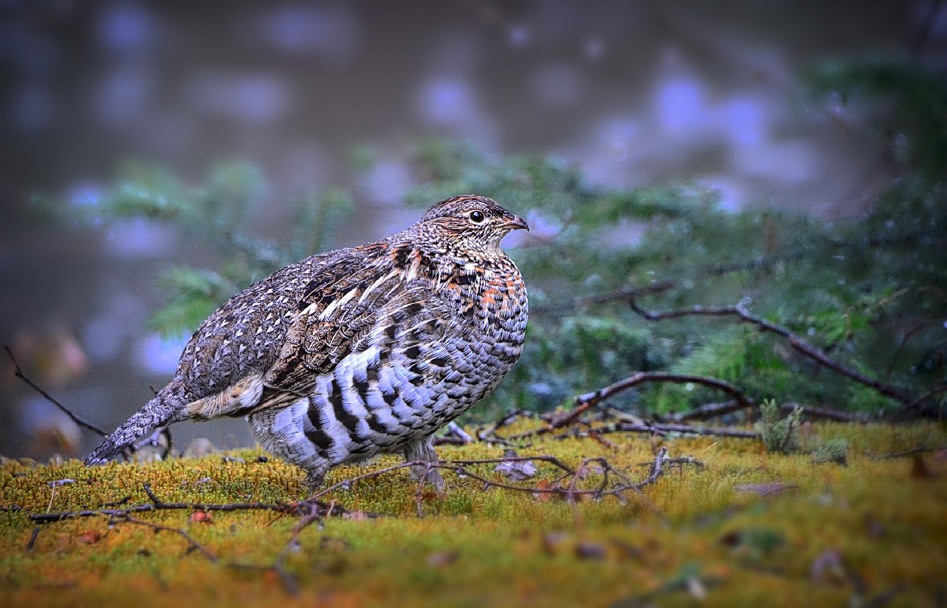 Grouse worm count monitoring | SRUC