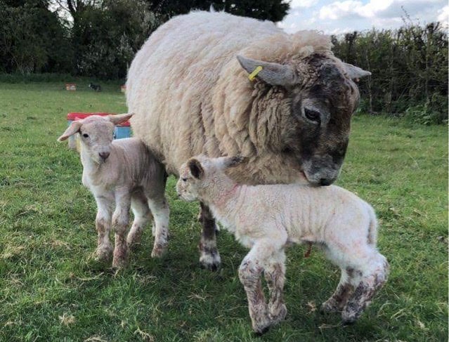 How to Diagnose Watery Mouth in Lambs | SRUC