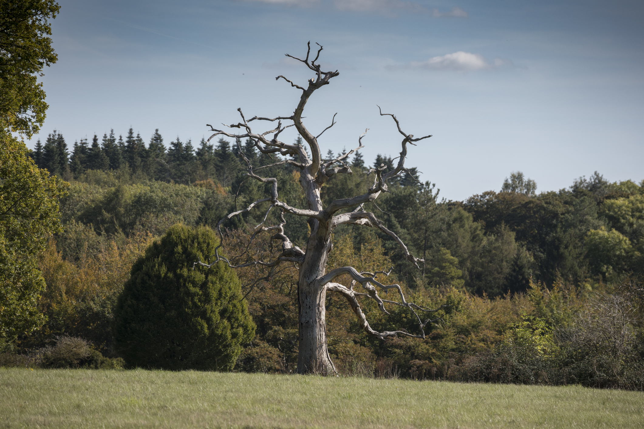 Wood Decay and Hazard Assessment of Trees Using PICUS