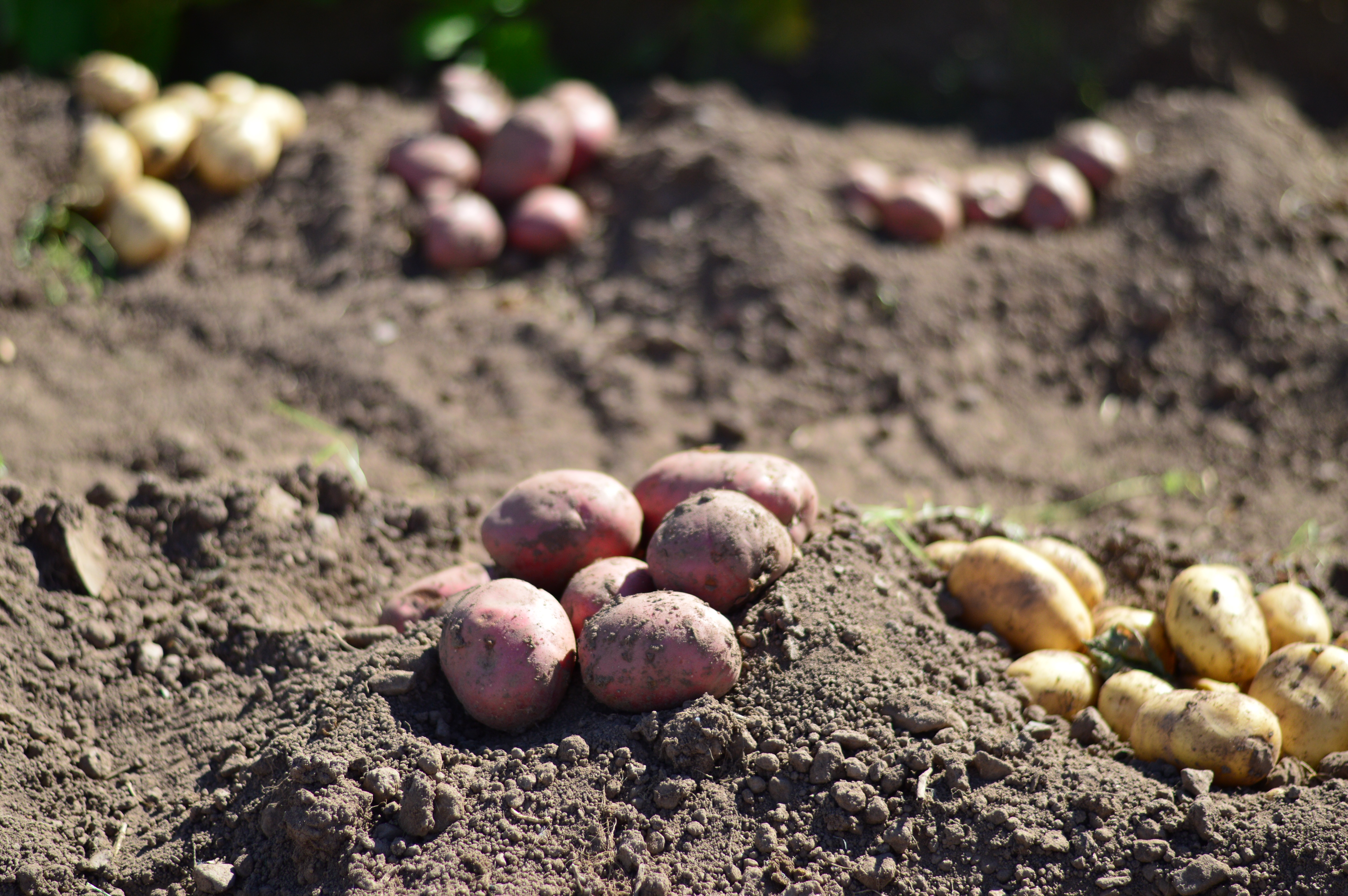 Potato services | SRUC