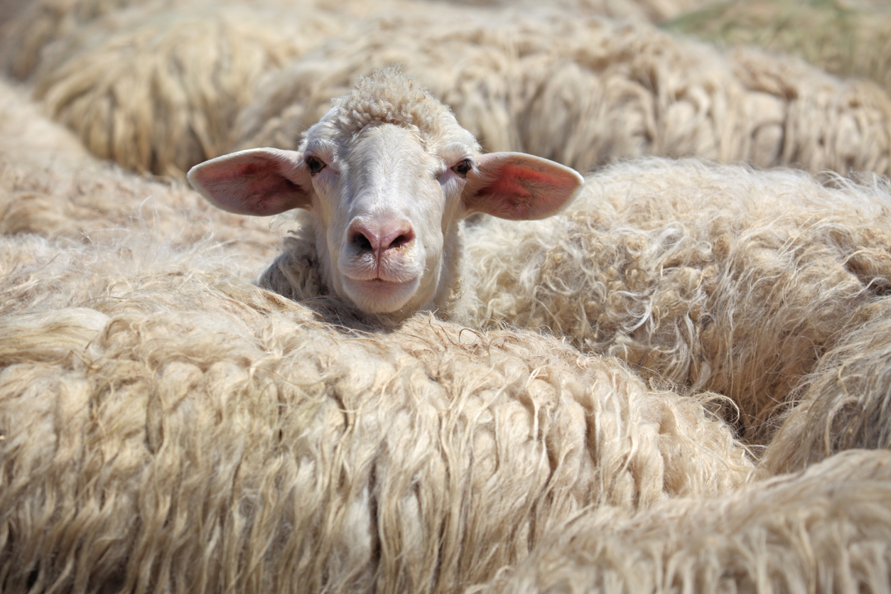 European sheep project identifies health and nutrition solutions | SRUC