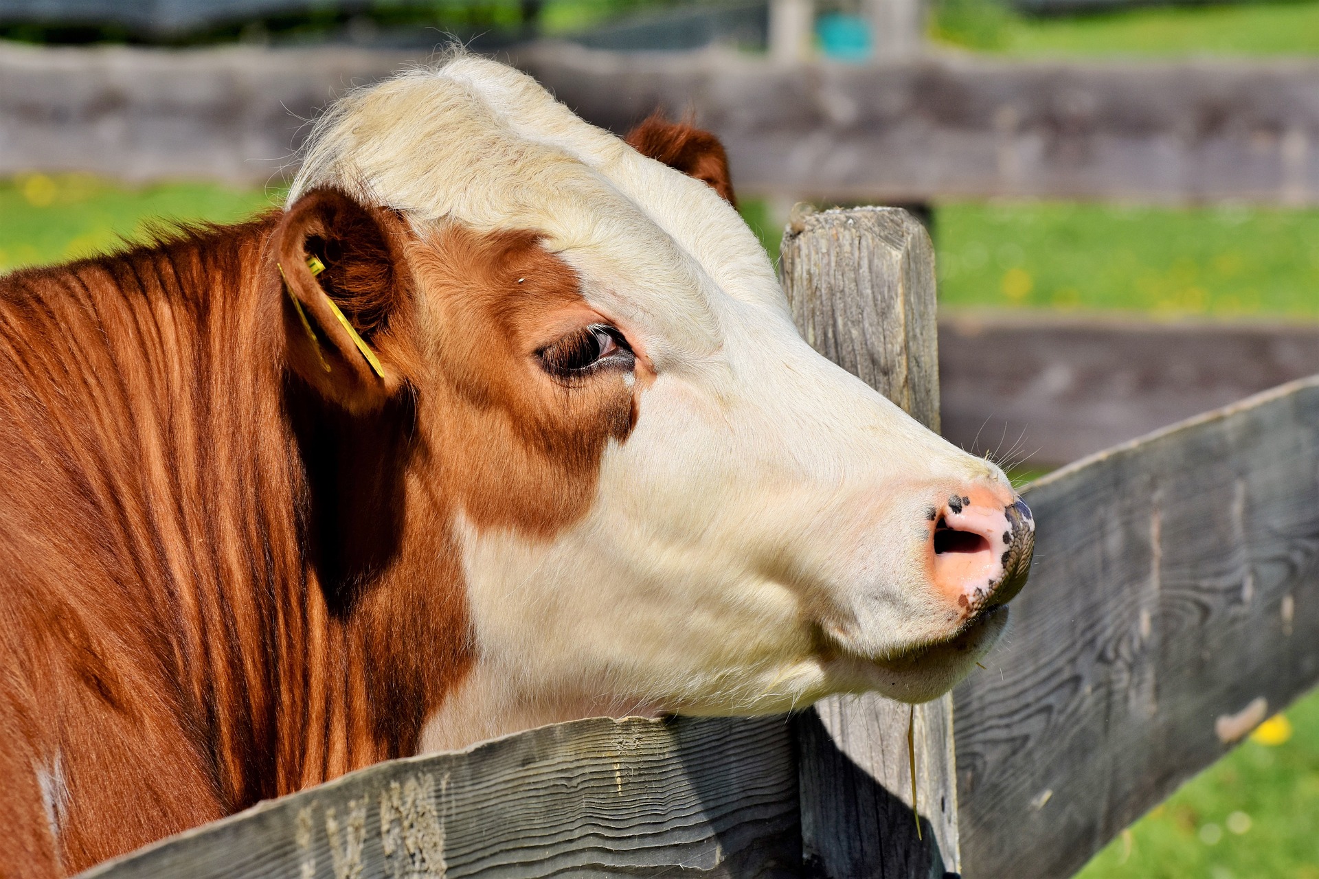 Look out for Lungworm | SRUC