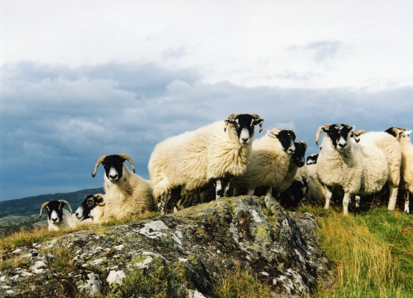 Toxovax shortage | SRUC