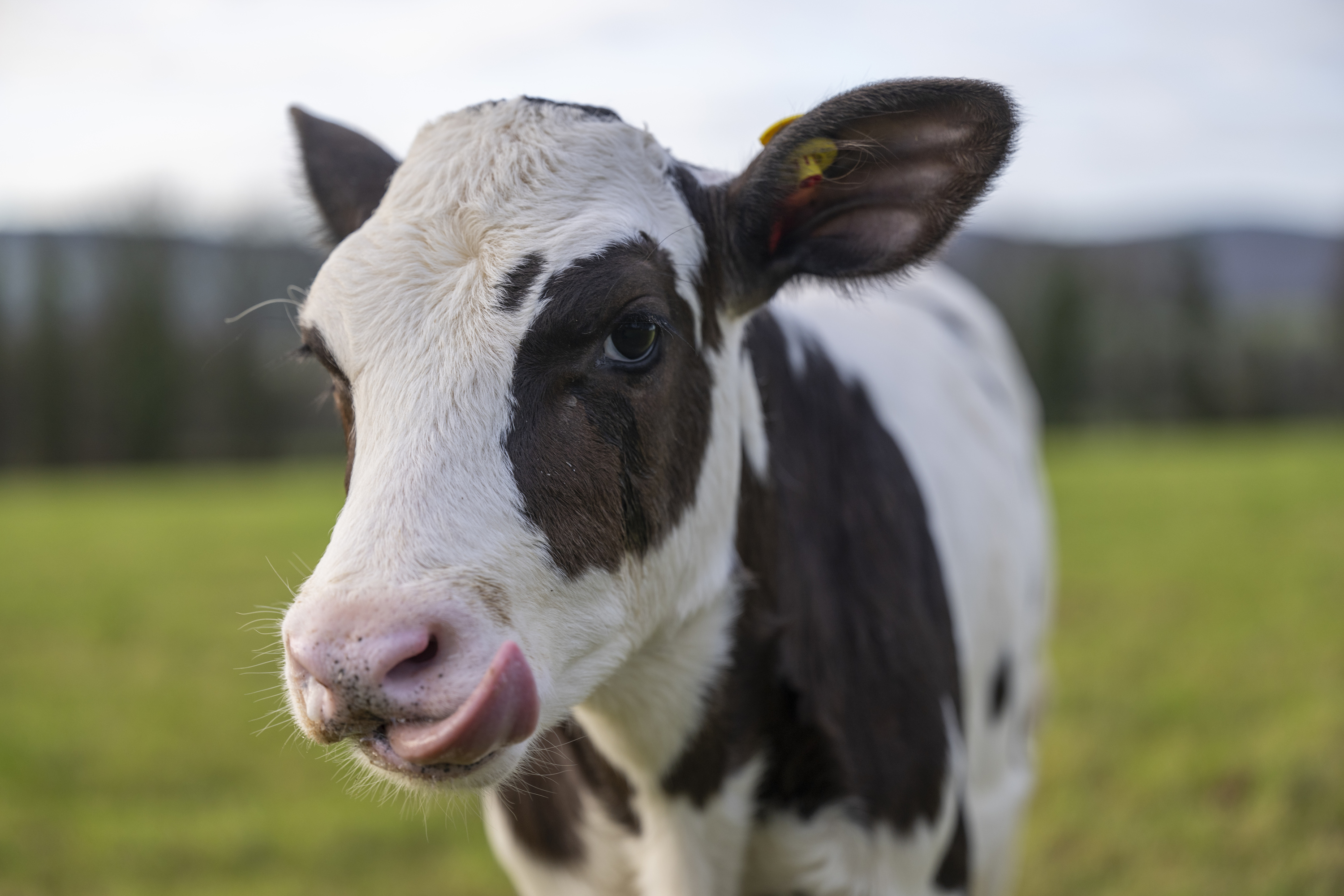 ‘Cool Calf’ could help accelerate dairy journey to net zero | SRUC
