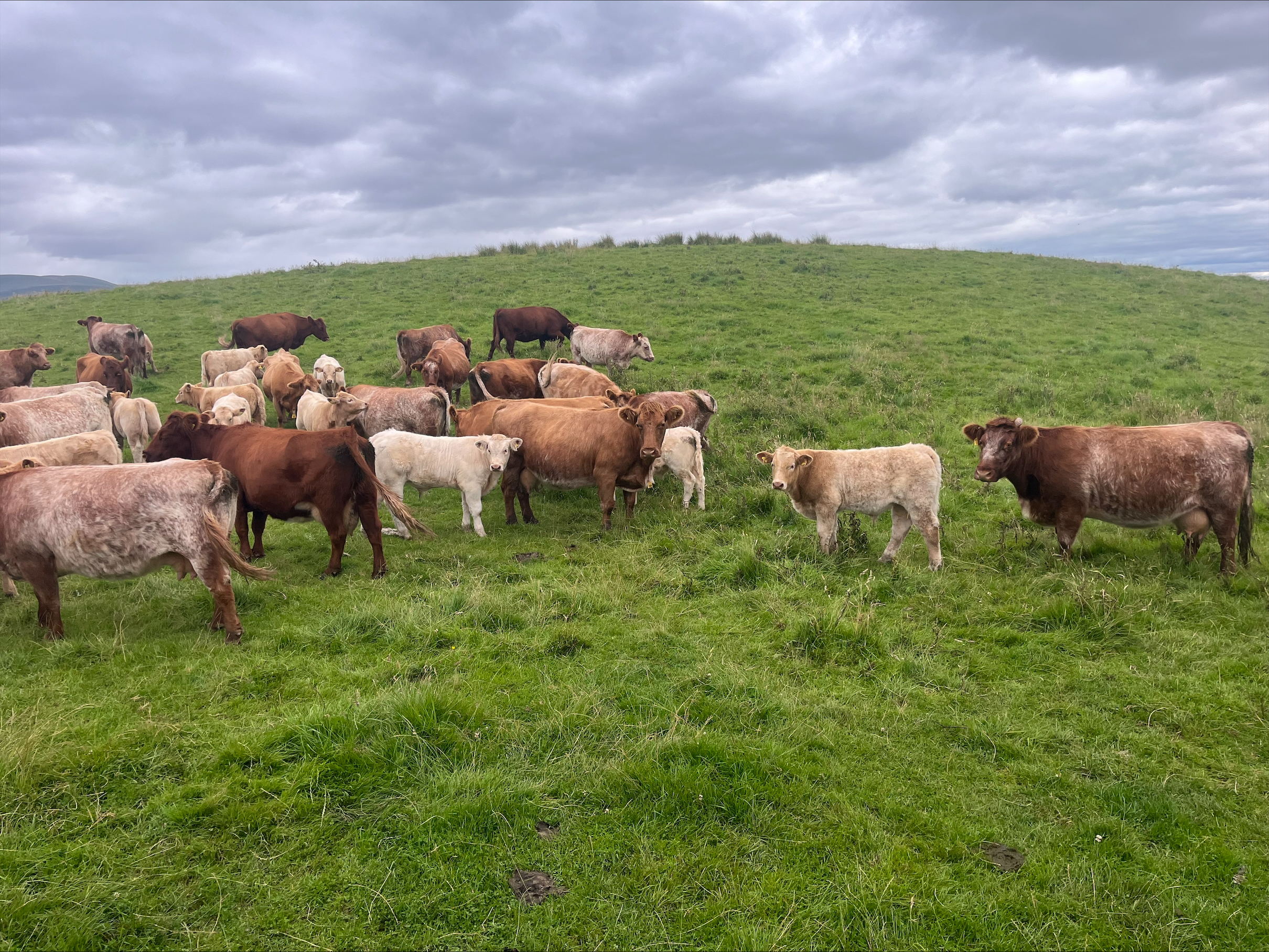 Stepping into Agricultural Consultancy: My SAC Consulting Experience | SRUC