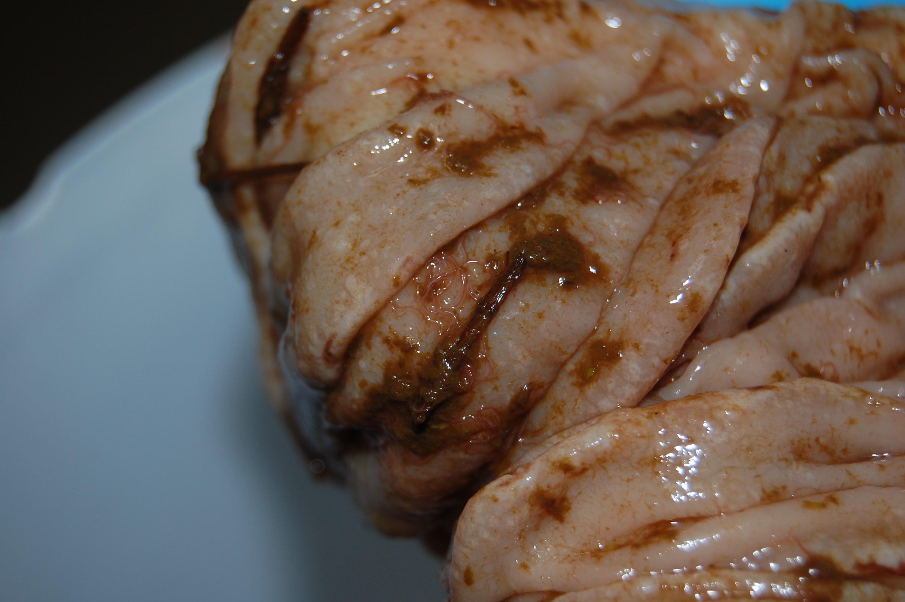 Look out for Haemonchus in sheep and goats! | SRUC