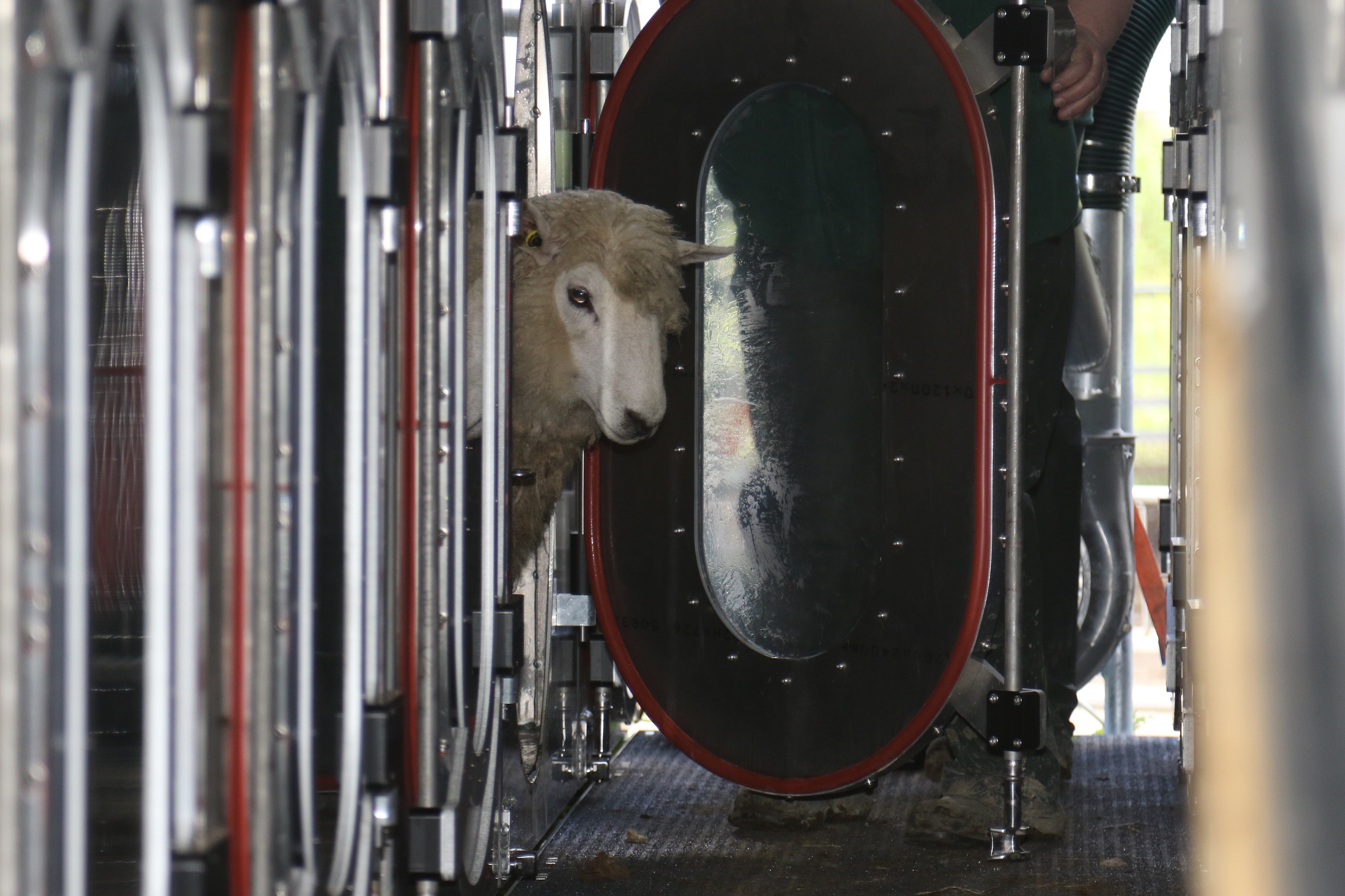 First UK outing for portable chambers to measure sheep methane | SRUC