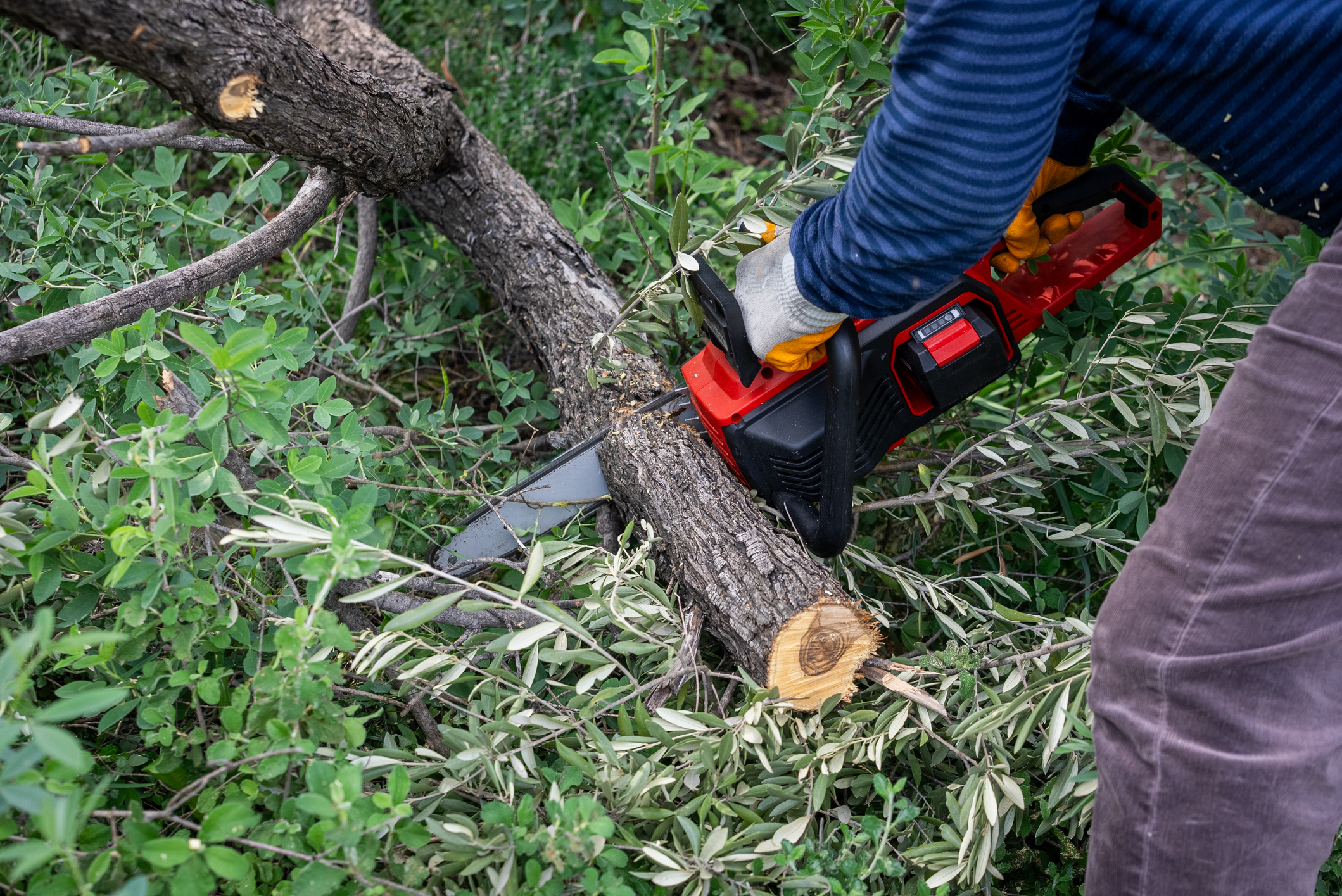 Chainsaw Maintenance, Cross-cutting and Basic Felling up to 200mm
