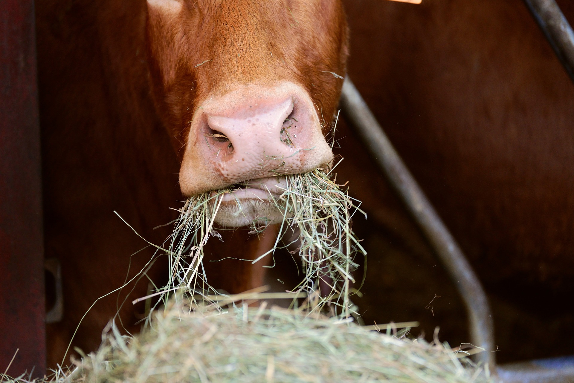 Hypomagnesemia in housed cattle | SRUC