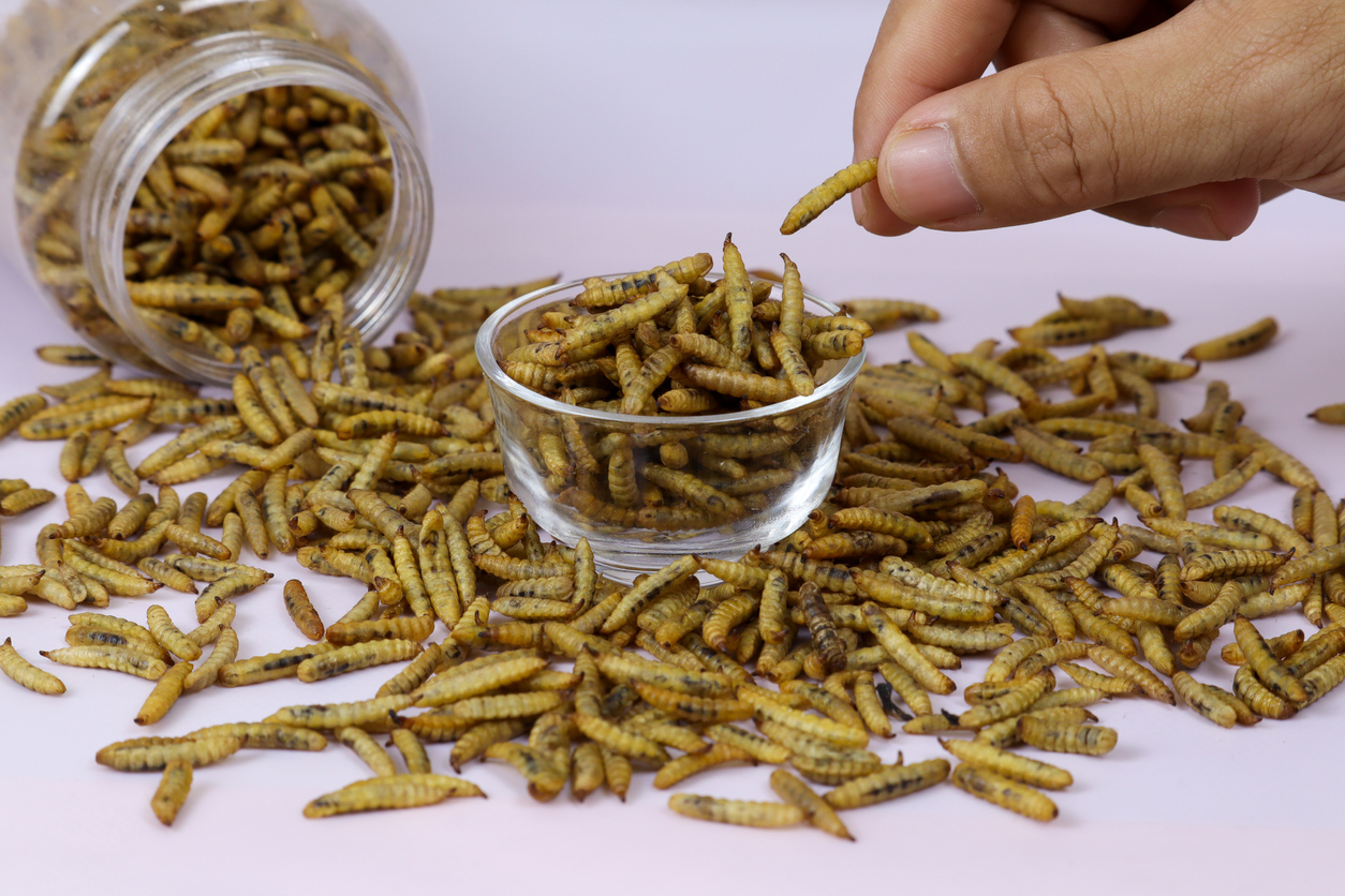 Research to unlock the potential of edible insects | SRUC