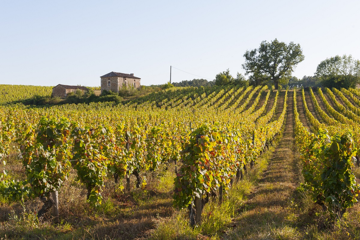Raising a glass to climate change mitigation on vineyards | SRUC