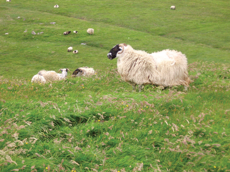 Making the most of testing for sheep scab | SRUC