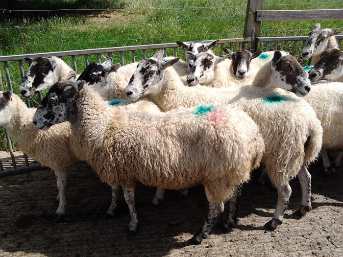 Investigation of thin ewes that fail to gain weight post weaning | SRUC Investigation of thin ewes that fail to gain weight post weaning | SRUC