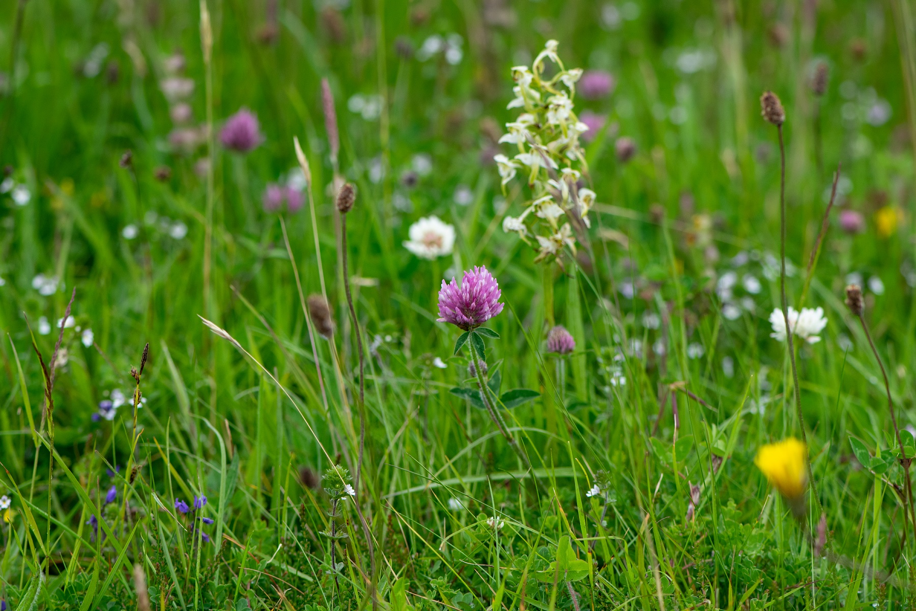 New hedgerow and grassland management guides for farmers | SRUC