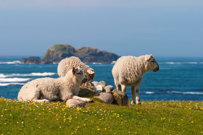 MV/CAE Rule Updates | SRUC