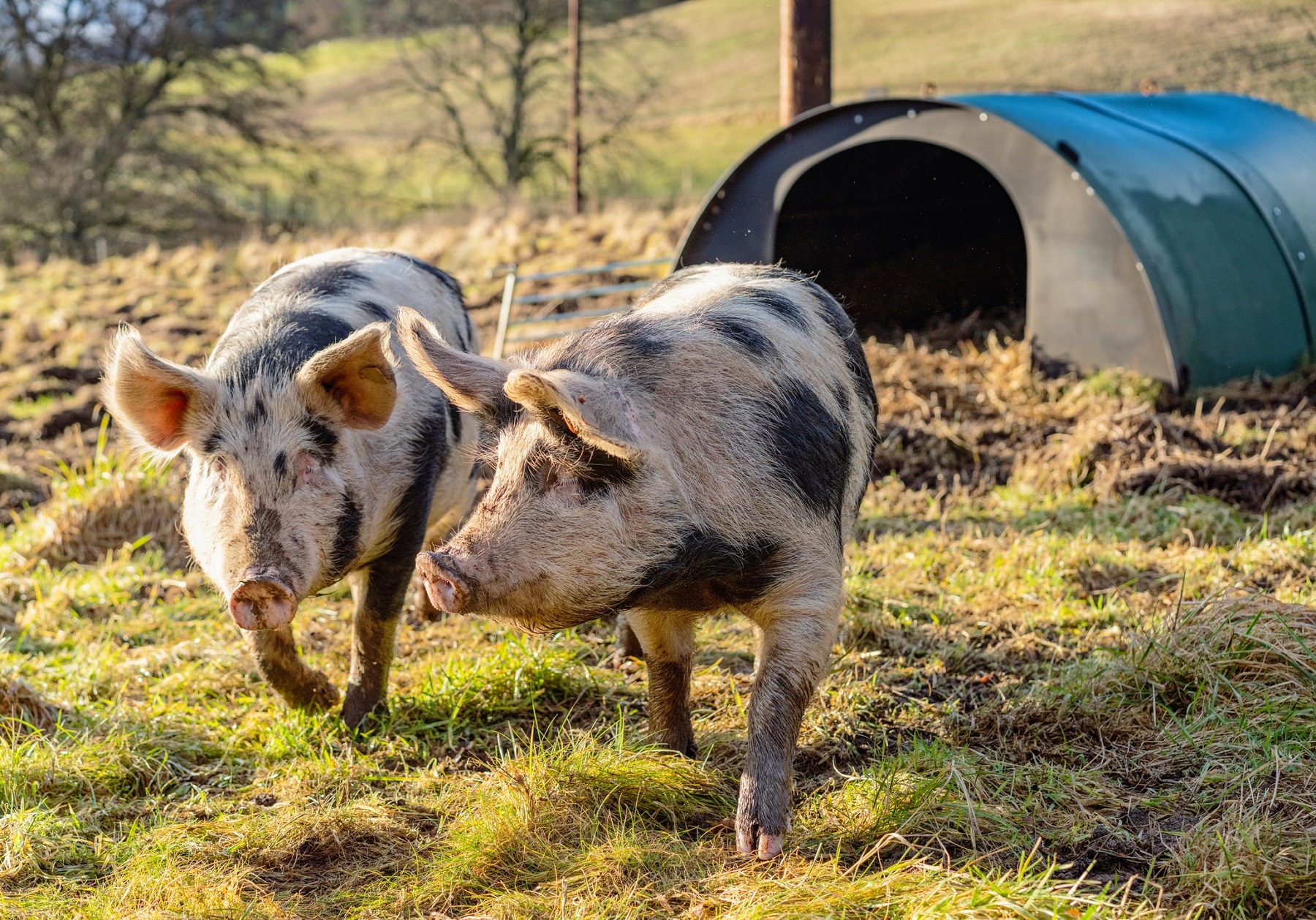 Project to reproduce sociable pigs | SRUC